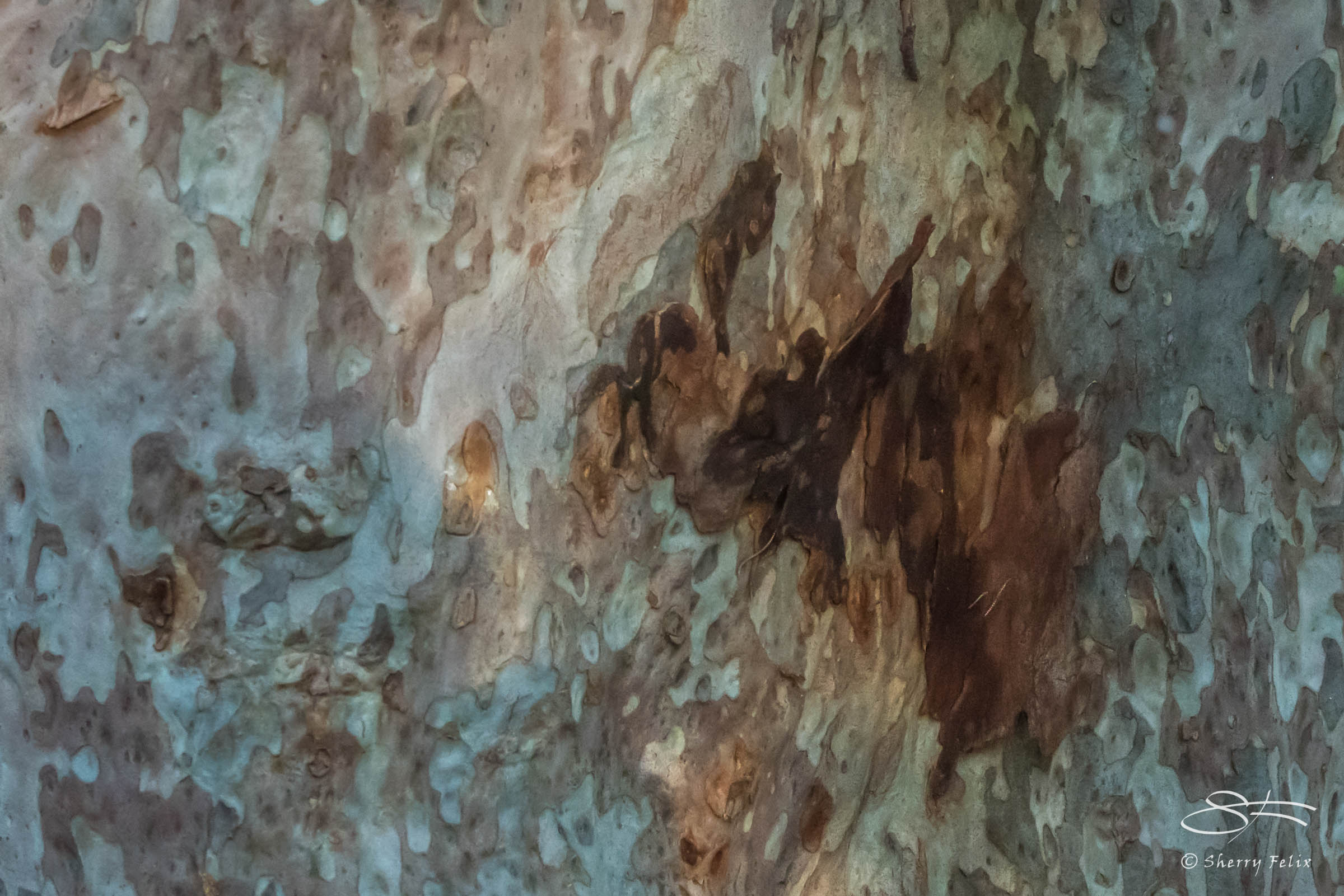 Bark at Parriwi Park – Sherry Felix – port4u