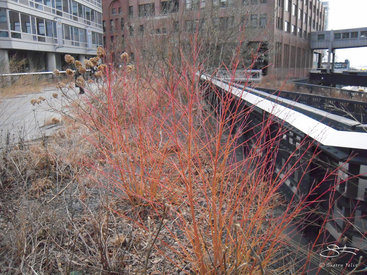High Line – Plants 2 – Sherry Felix – port4u
