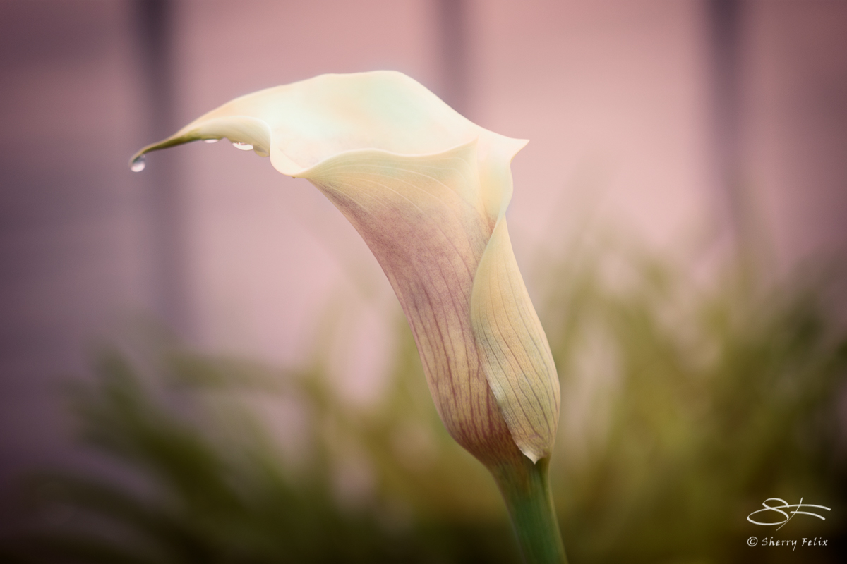 Lily – Sherry Felix – port4u