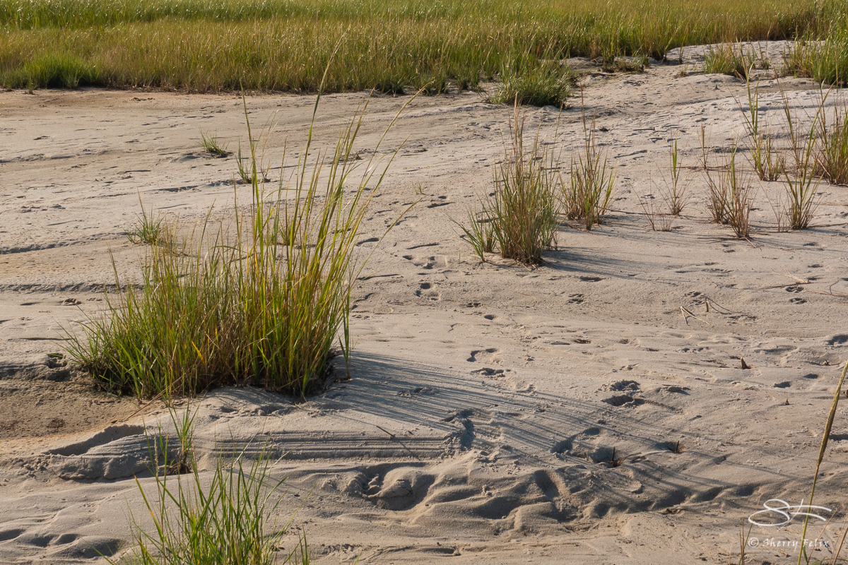 Egg Island and Cape May Harbor – Sherry Felix – port4u