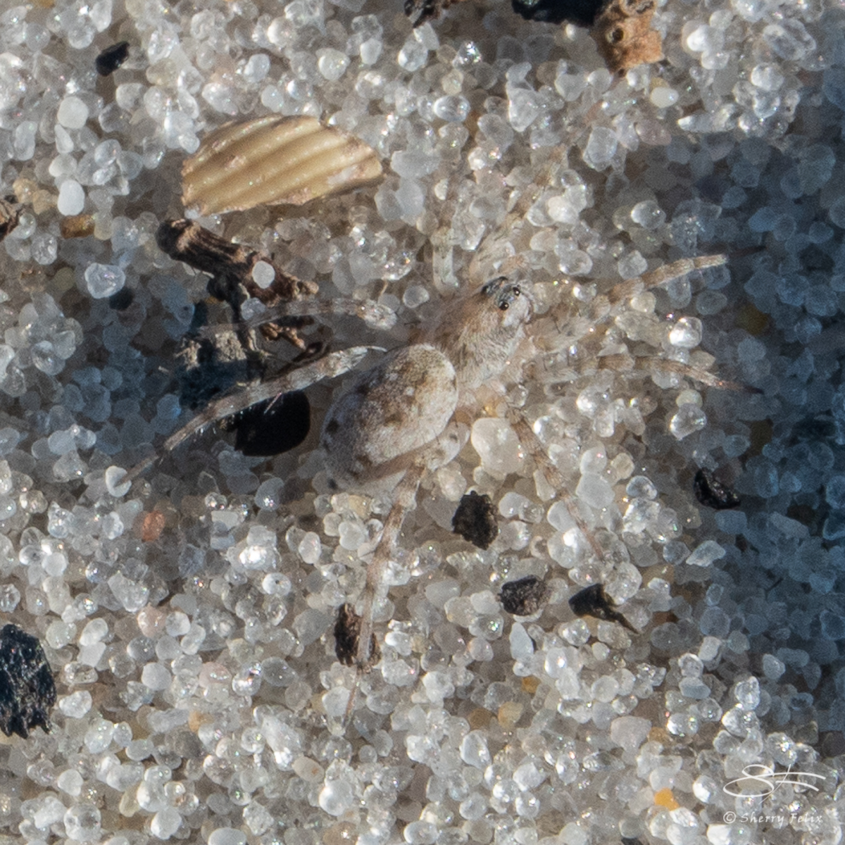 Egg Island and Cape May Harbor – Sherry Felix – port4u