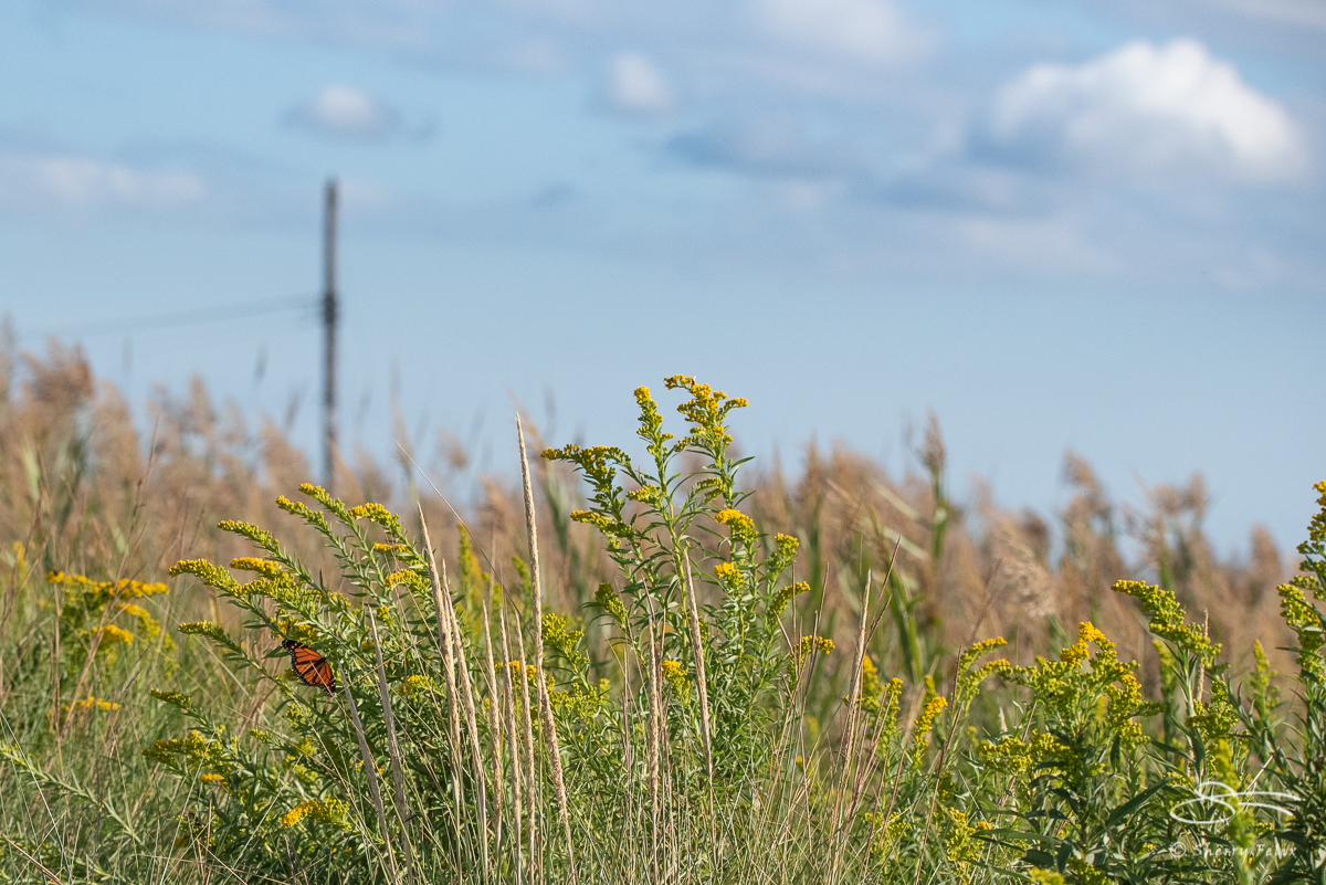 Egg Island and Cape May Harbor – Sherry Felix – port4u