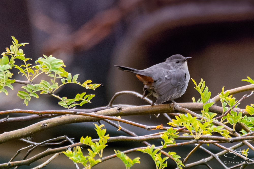 Grey Catbird (Dumetella carolinensis), Central Park 9/18/2020 – Sherry ...