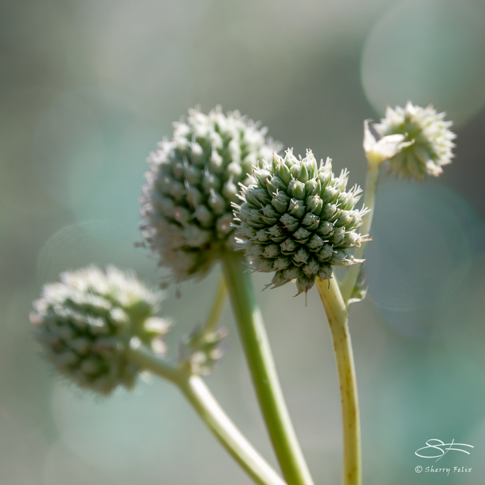 HL Seeds – Sherry Felix – port4u