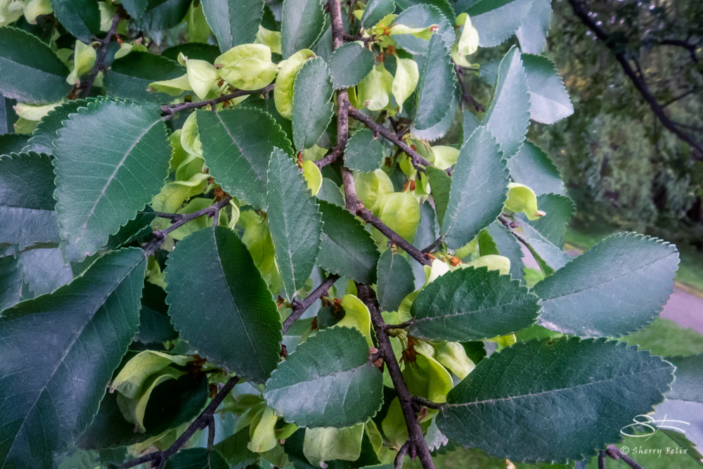 Lacebark Elm ‘Central Park Splendor’ (Ulmis parvifolia), NYBG 10/11 ...