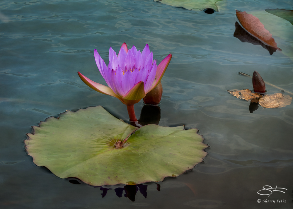 NYBG Lilies – Sherry Felix – port4u