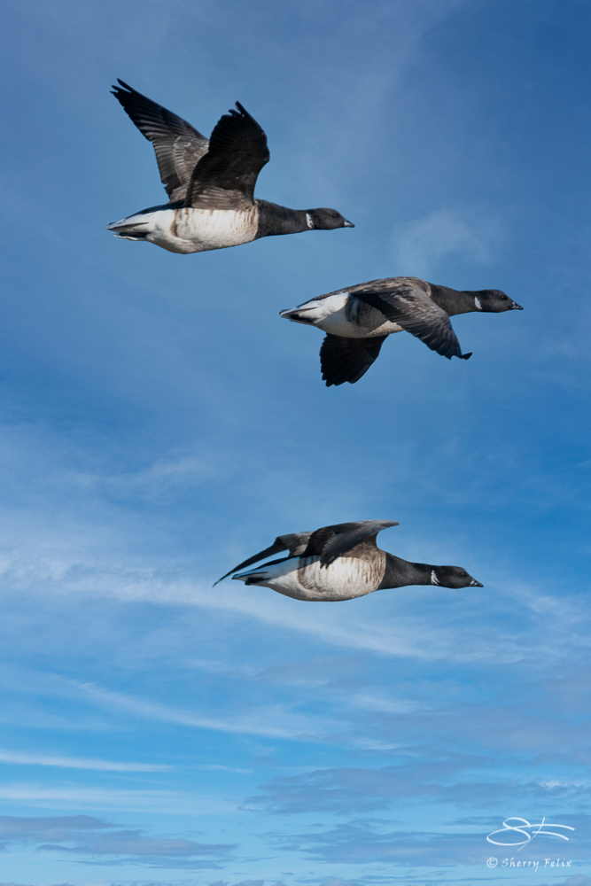 Jamaica Bay Brant – Sherry Felix – port4u