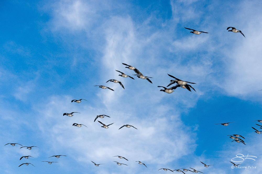 Jamaica Bay Brant – Sherry Felix – port4u