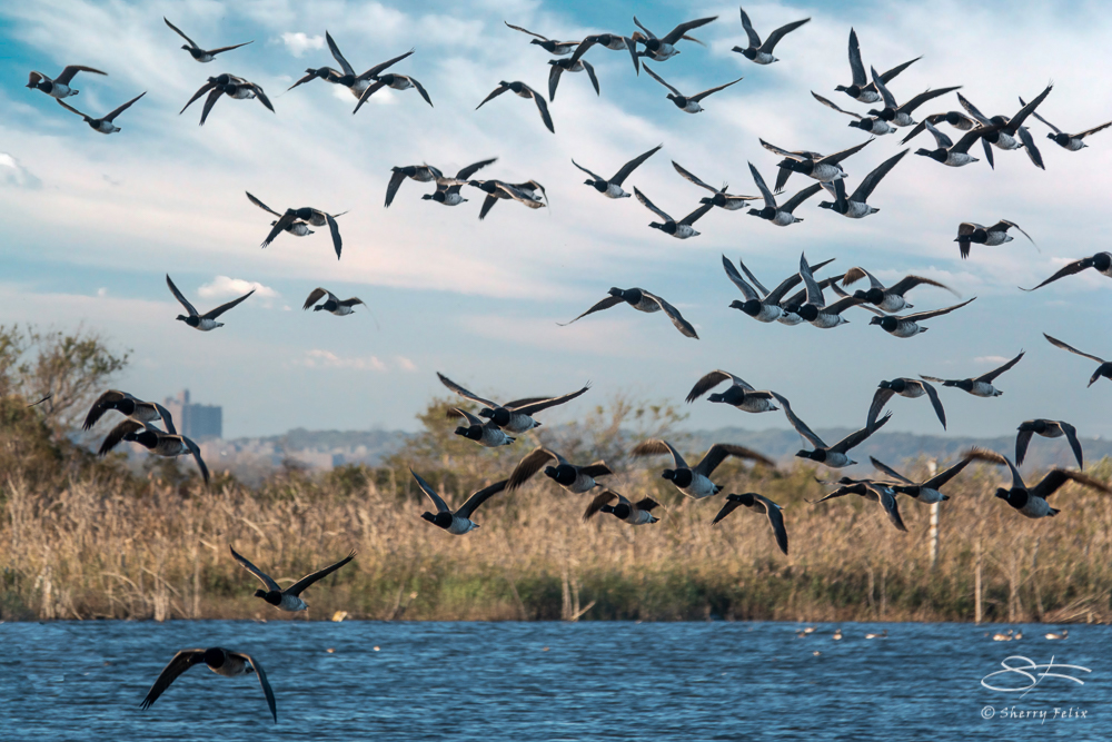 Jamaica Bay Brant – Sherry Felix – port4u