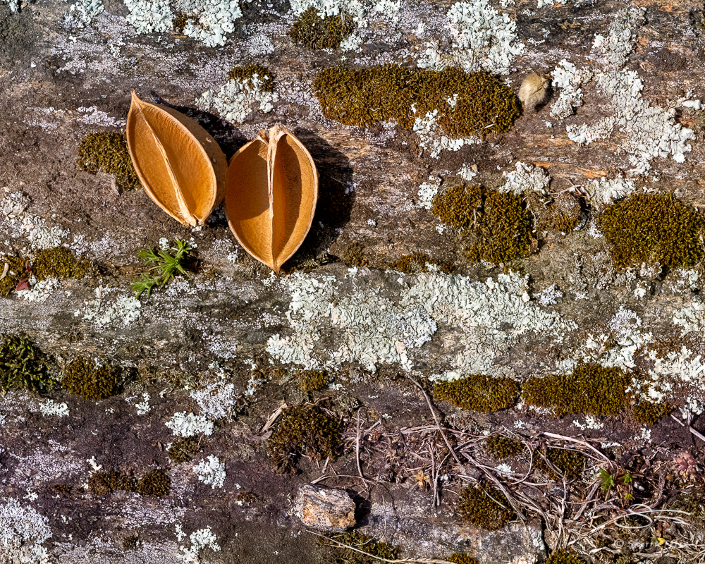 Seed Pod, Moss and Lichen, New York Botanical Garden 4/4/2021 – Sherry ...