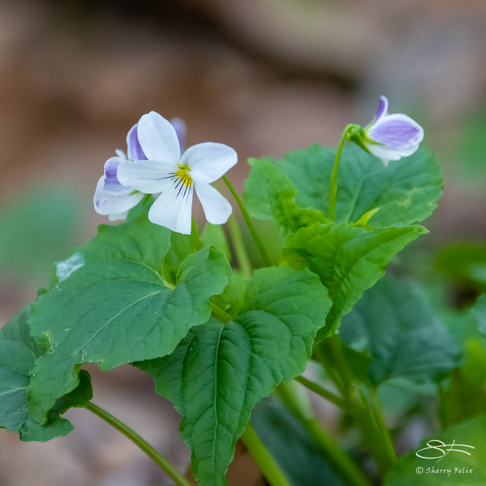 Canadian White Violet (Viola canadensis), Central Park 4/20/2021 ...