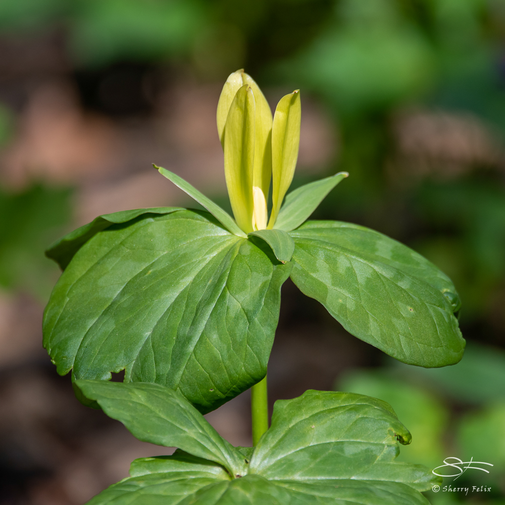 Yellow Trillium (Trillium luteum), Central Park 4/20/2021 – Sherry ...
