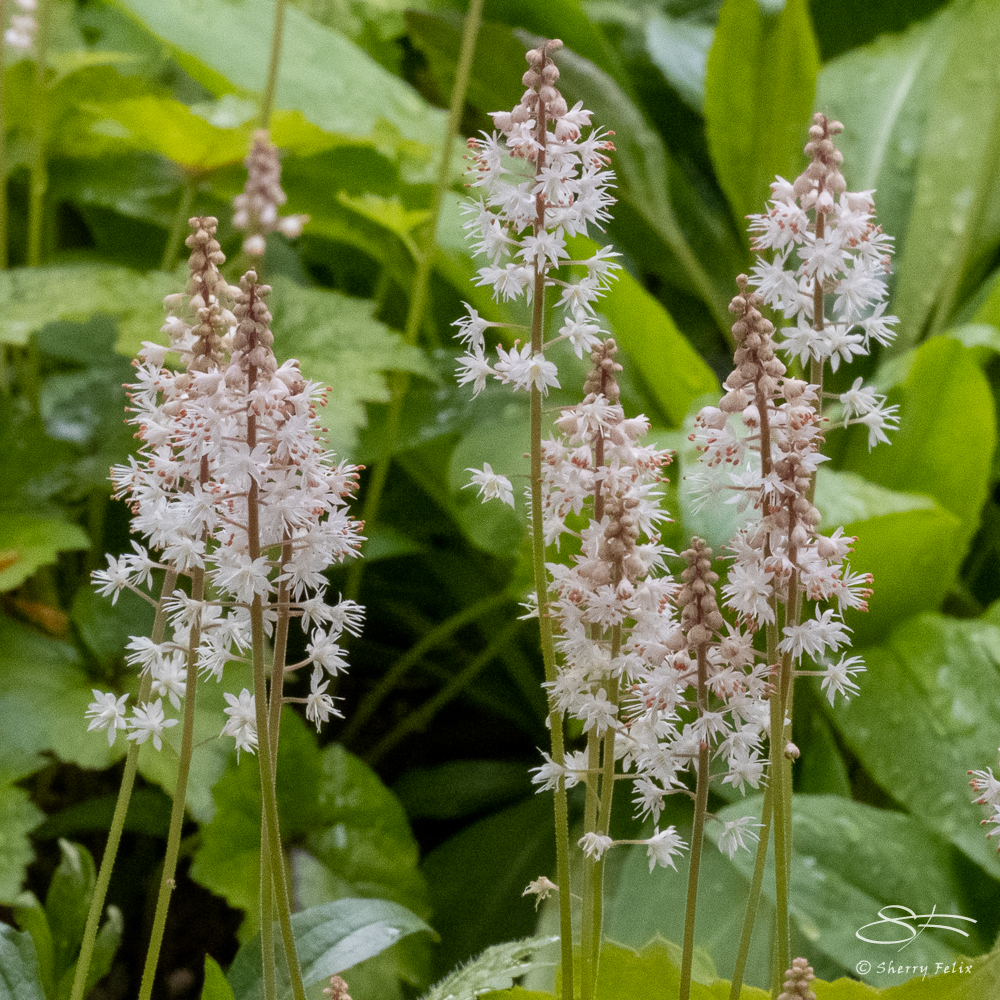 High Line Plants – Sherry Felix – port4u