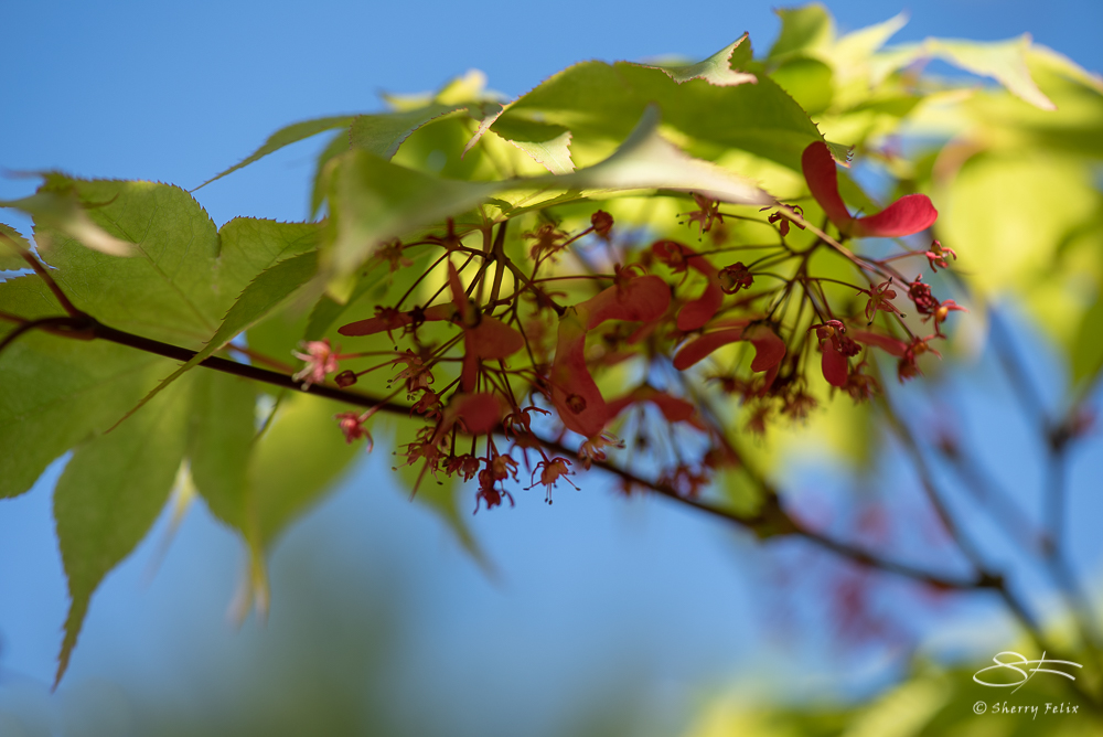 Japanese Maple ‘Versicolor’ (Acer palmatum, Sapindaceae), NYBG 5/6/2021 ...