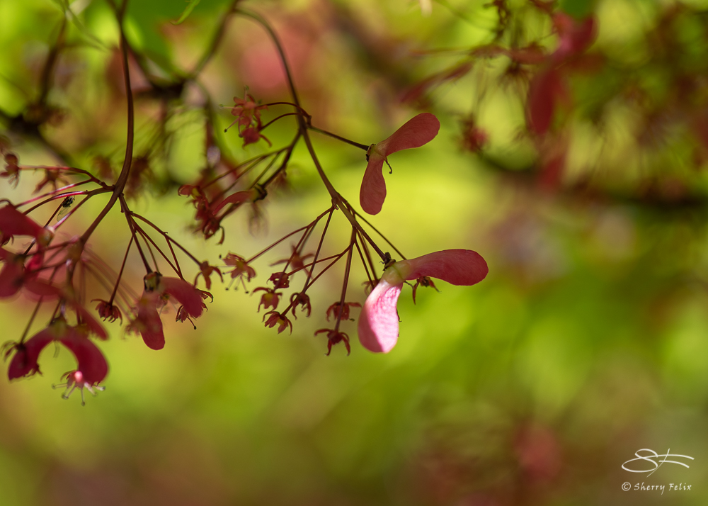 Japanese Maple ‘Versicolor’ (Acer palmatum, Sapindaceae), NYBG 5/6/2021 ...