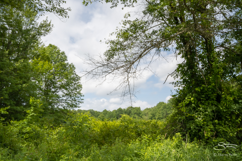 Great Swamp NWR 6/27/2021 – Sherry Felix – port4u