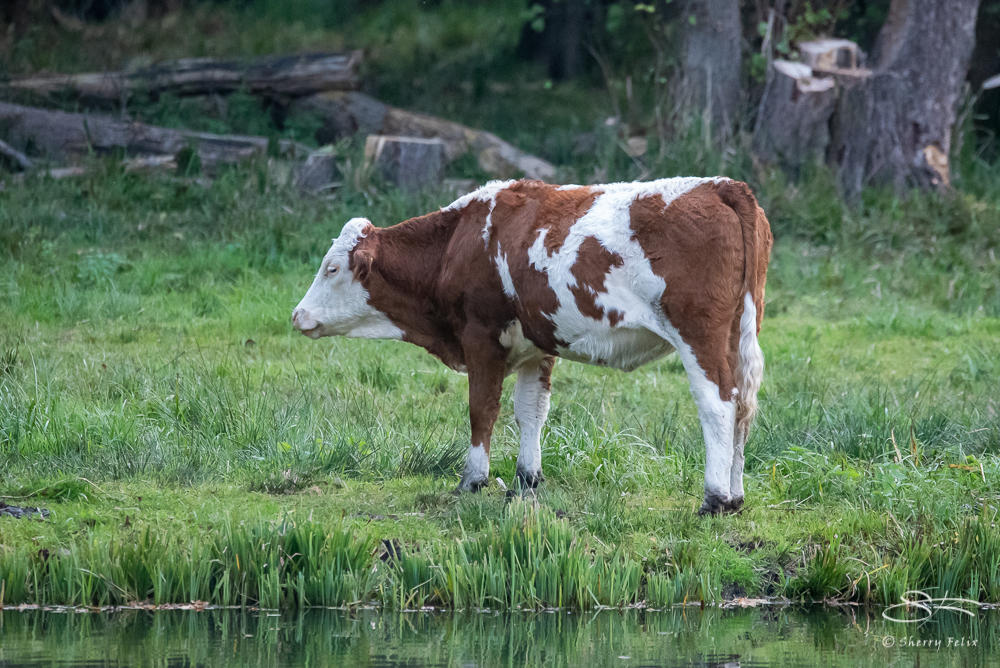 European cattle (Bos taurus), Lubben 10/202/2021 – Sherry Felix – port4u