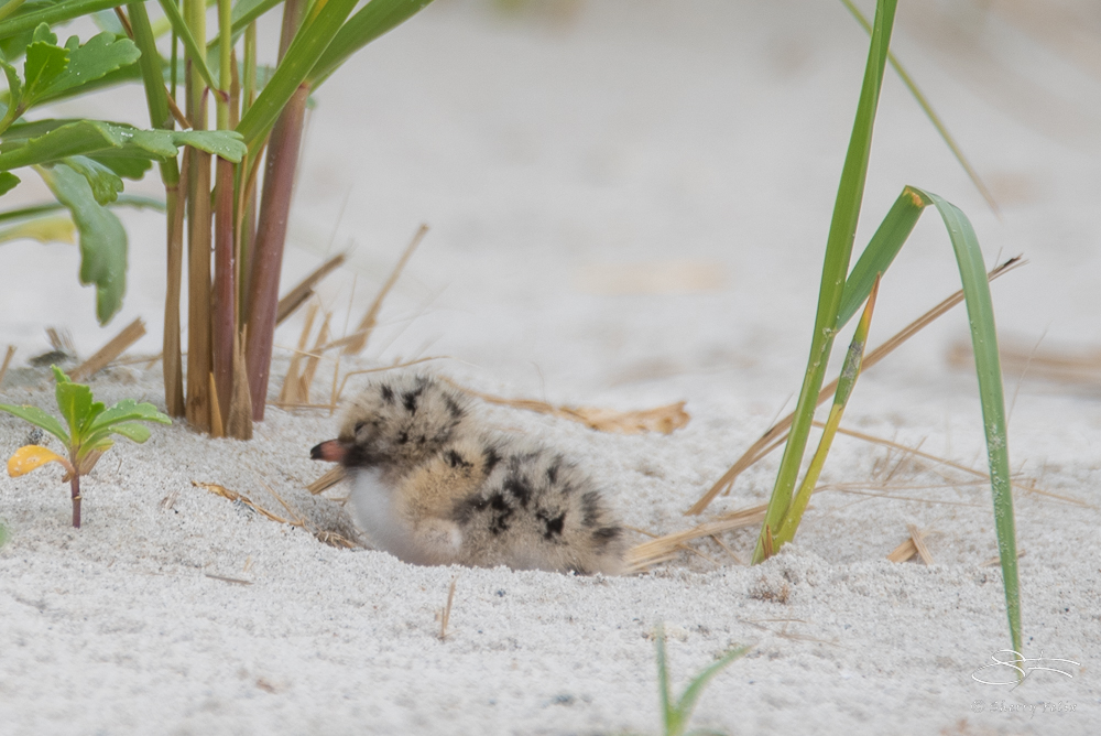 Nickerson Terns – Sherry Felix – port4u