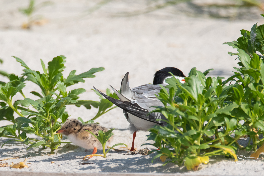 Nickerson Terns – Sherry Felix – port4u