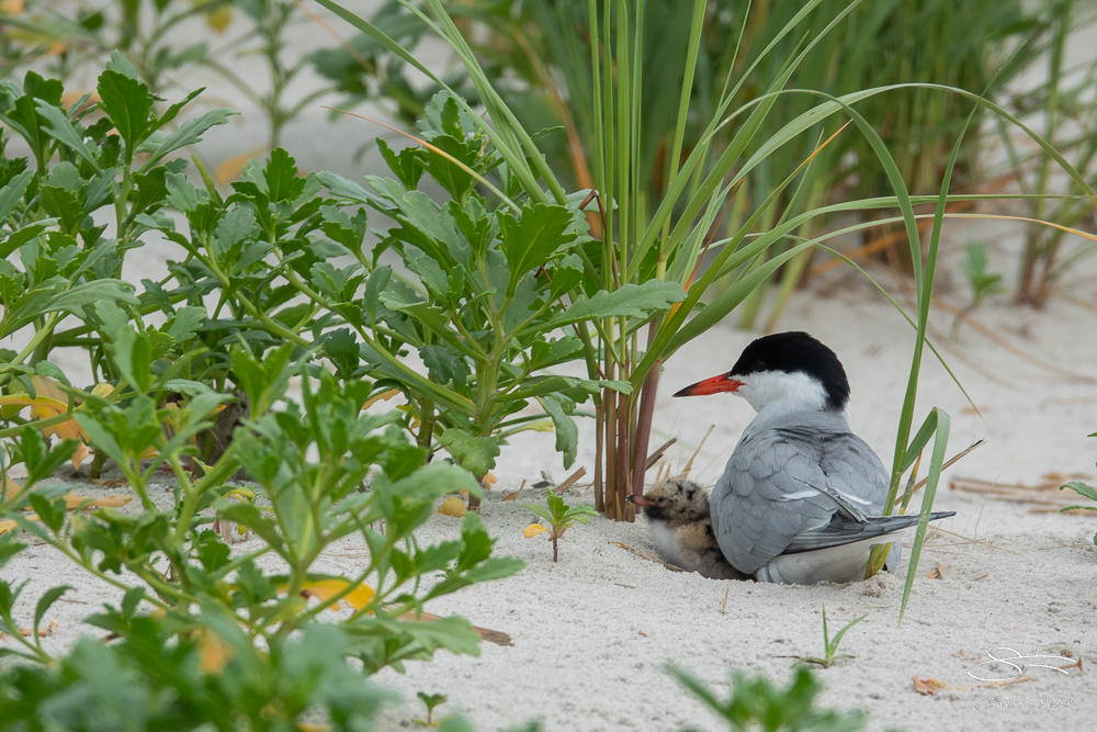 Nickerson Terns – Sherry Felix – port4u