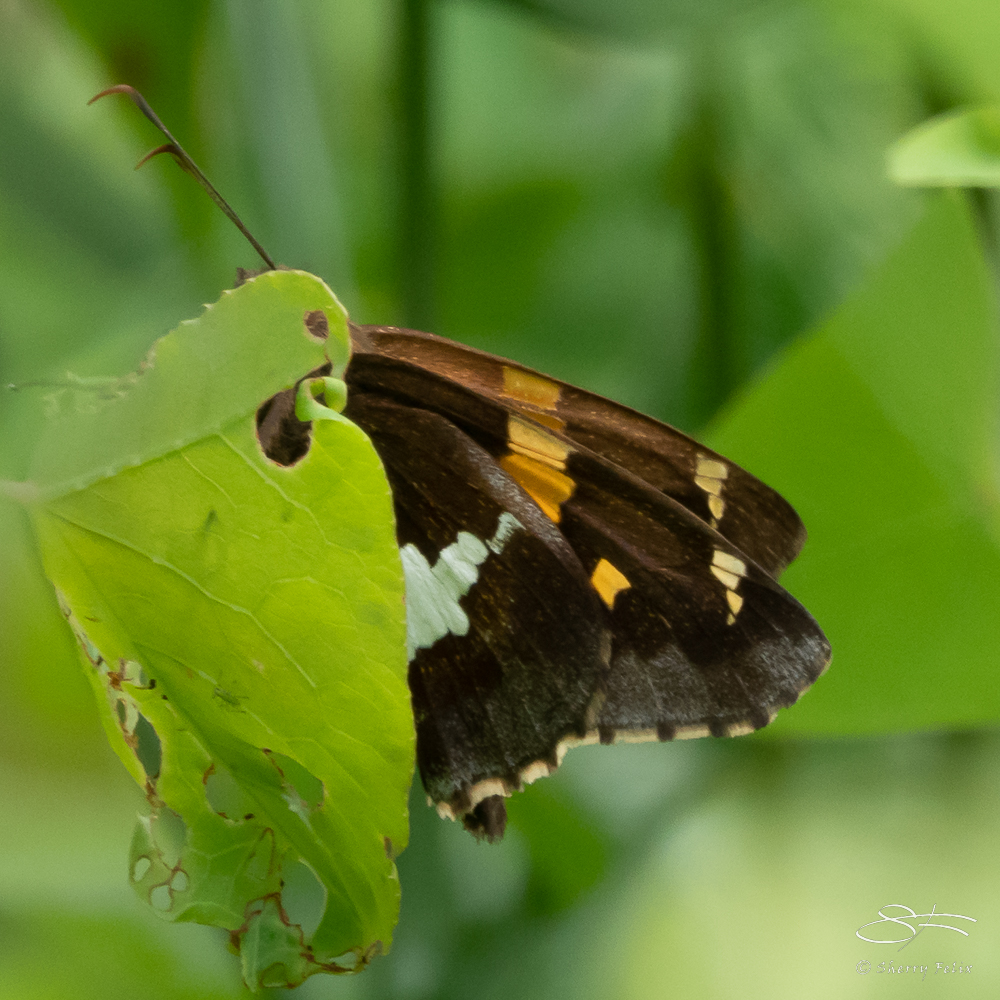 Scherman Hoffman Insects – Sherry Felix – port4u