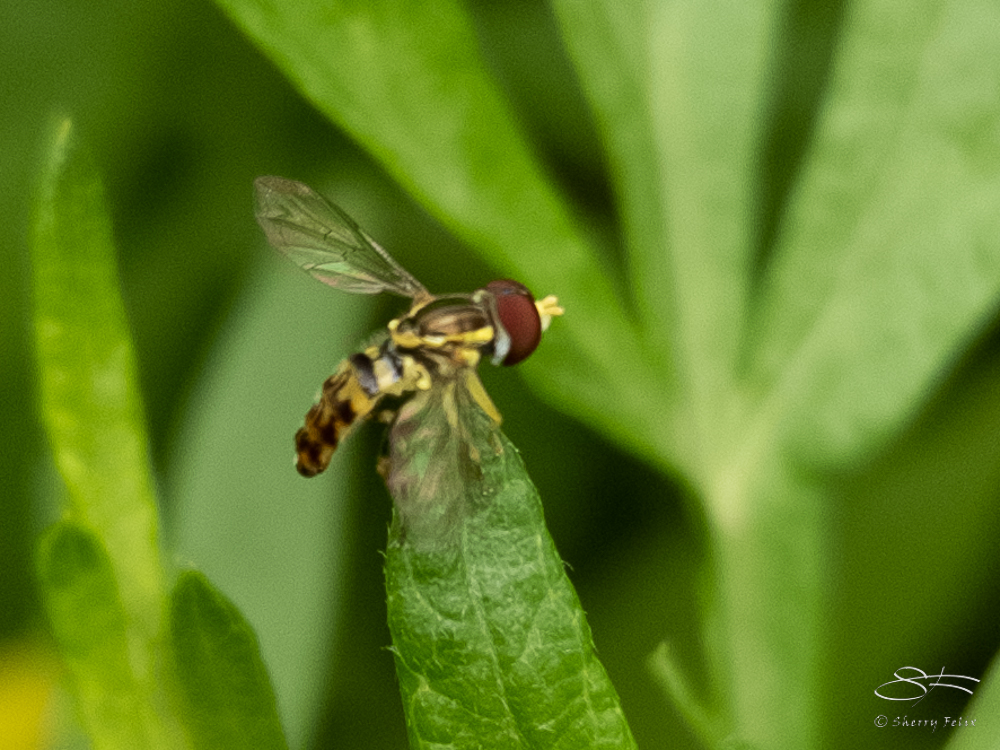 Scherman Hoffman Insects – Sherry Felix – port4u