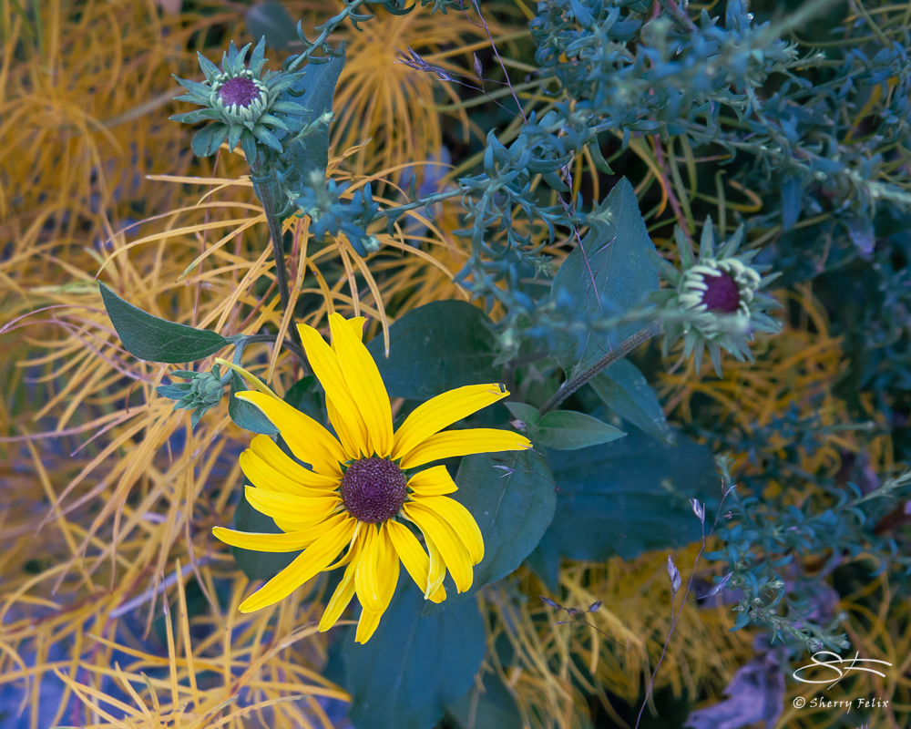 High Line Park – Sherry Felix – port4u