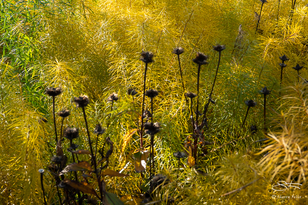 High Line Park – Sherry Felix – port4u