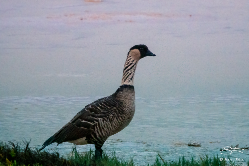 Kanaha Pond and Beach in Maui – Sherry Felix – port4u