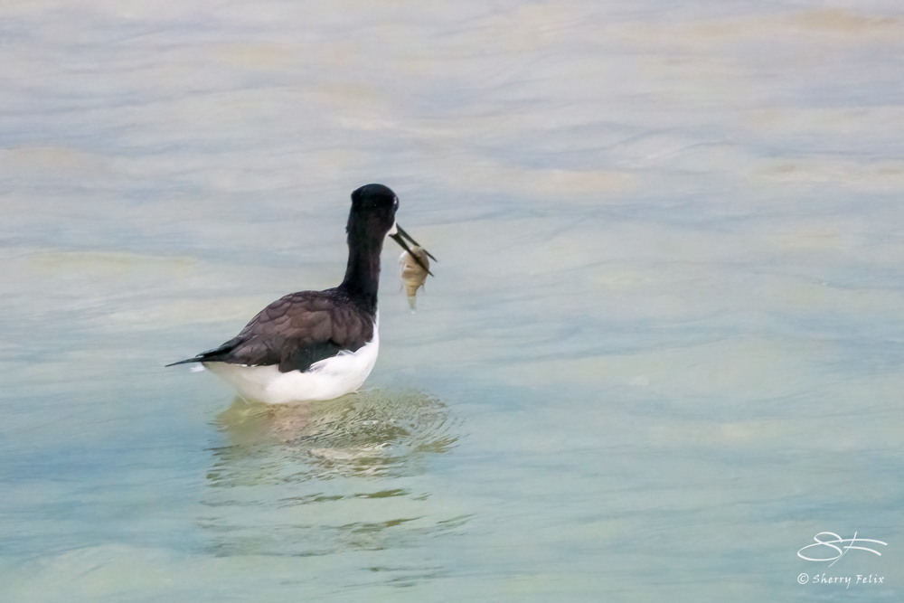Kanaha Pond and Beach in Maui – Sherry Felix – port4u