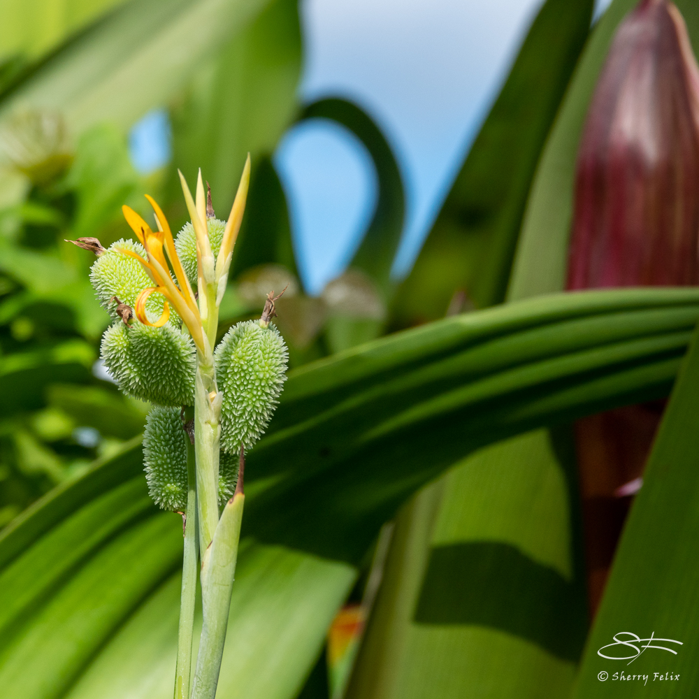Wai’anapanapa State Park – Sherry Felix – port4u