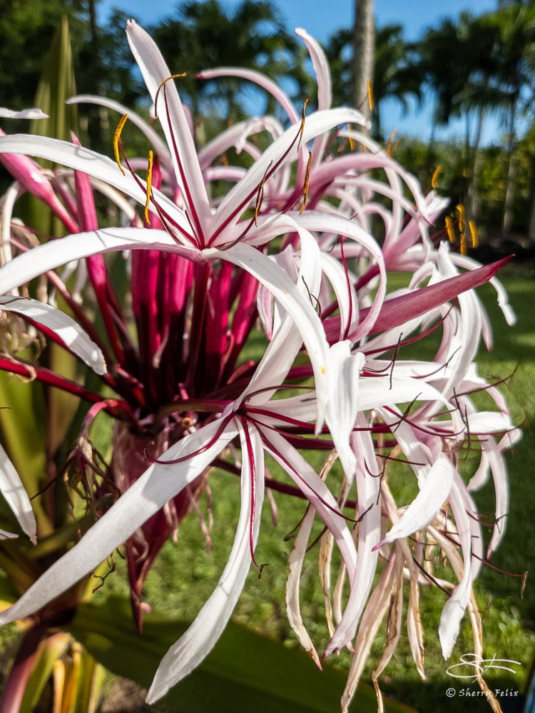 Wai’anapanapa State Park – Sherry Felix – port4u