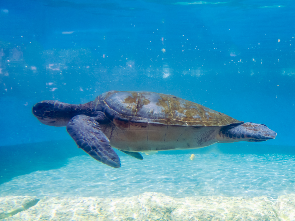 Maui Ocean Center – Sherry Felix – port4u