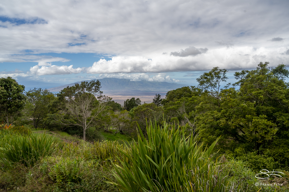 Kula Botanical Garden – Sherry Felix – port4u