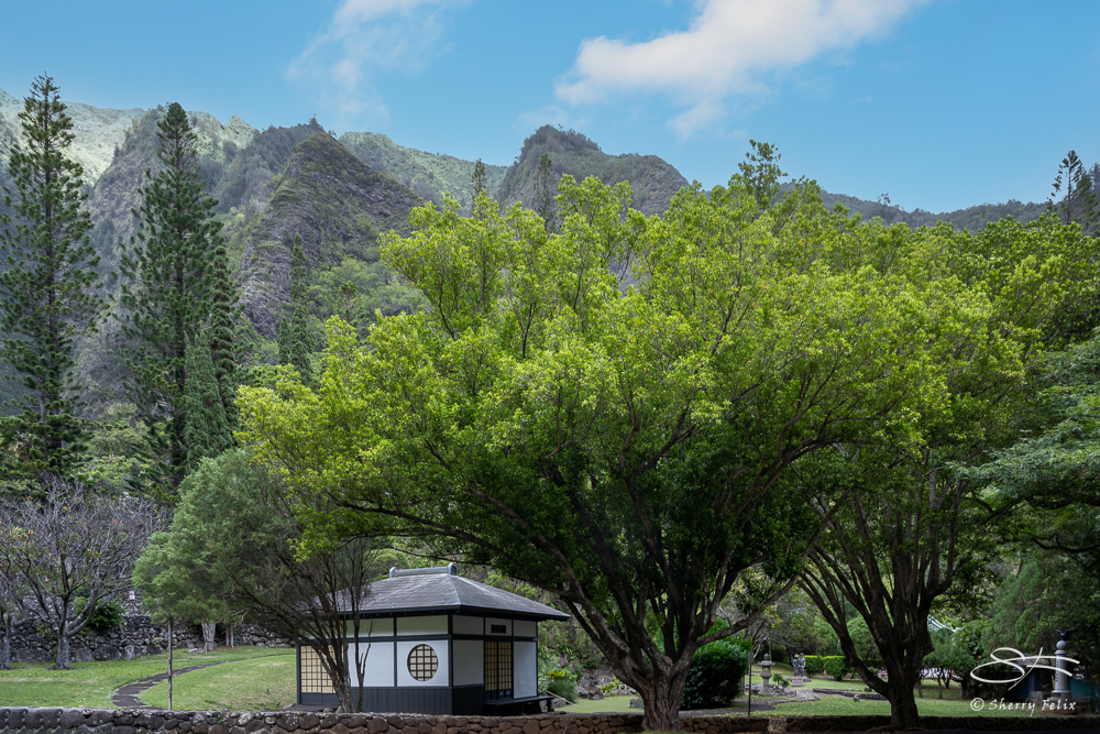 Iao Valley Maui – Sherry Felix – port4u