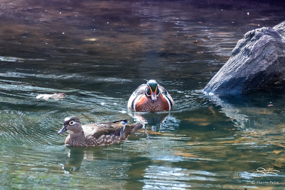 Prospect Park Birds in April – Sherry Felix – port4u