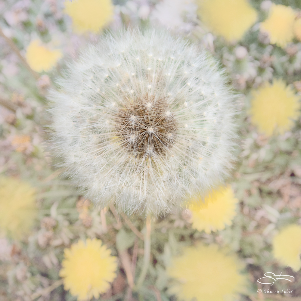Green-Wood Flowers in April – Sherry Felix – port4u