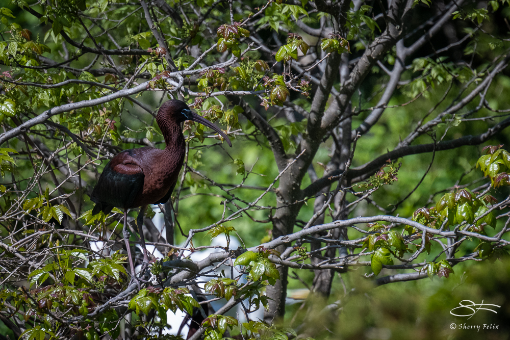 Nesting Ibis – Sherry Felix – port4u