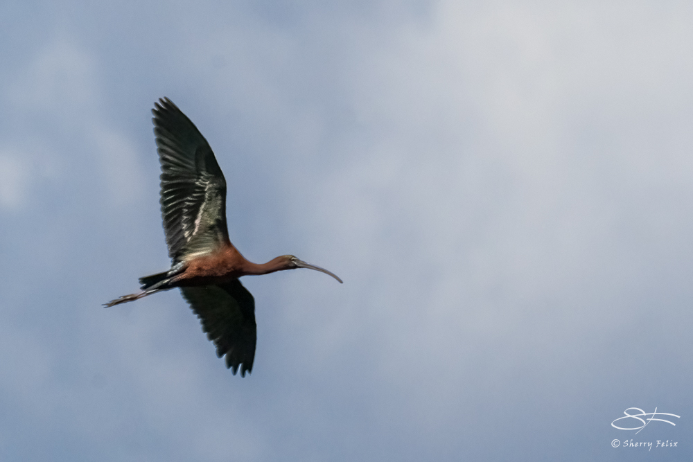 Nesting Ibis – Sherry Felix – port4u