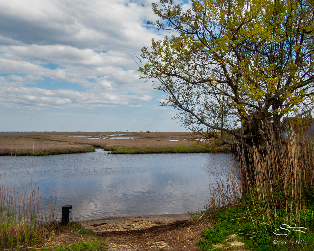 Wetlands View – Sherry Felix – port4u