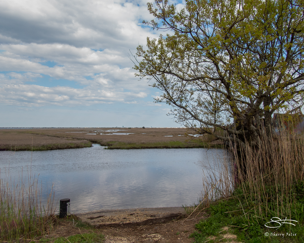 Landscapes in New Jersey – Sherry Felix – port4u