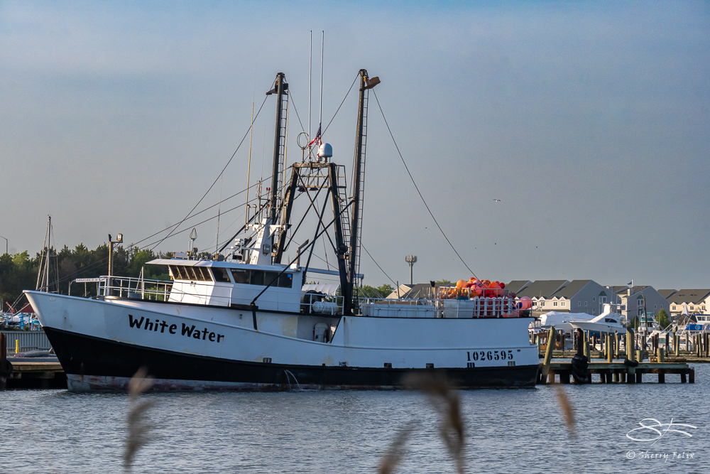 Cape May Harbor – Sherry Felix – port4u