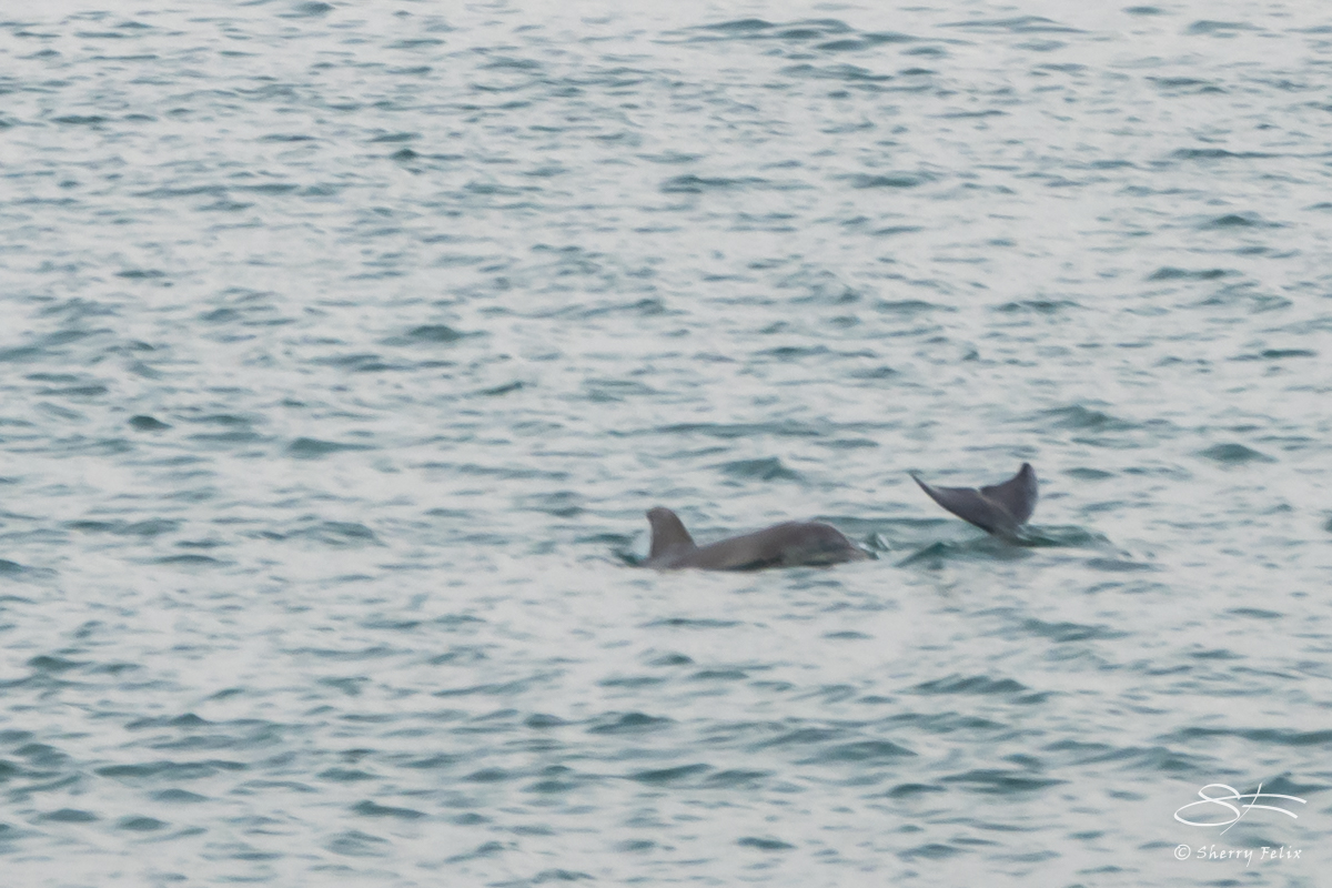 Cape May Dolphins – Sherry Felix – port4u