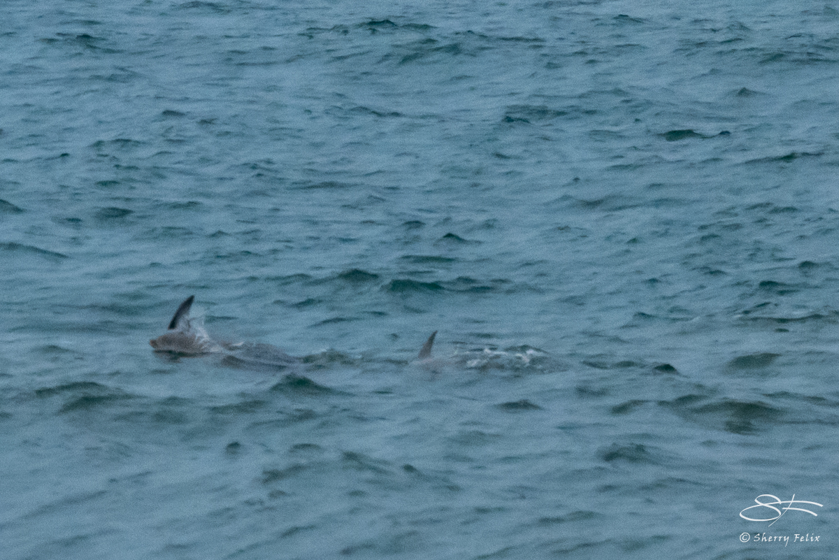 Cape May Dolphins – Sherry Felix – port4u