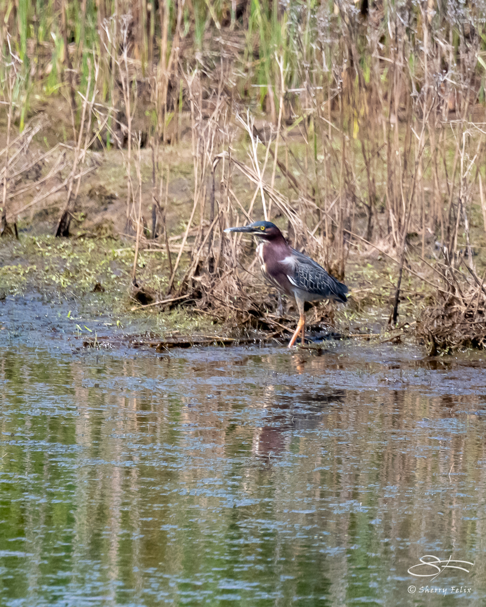 Cape May Meadows – Sherry Felix – port4u
