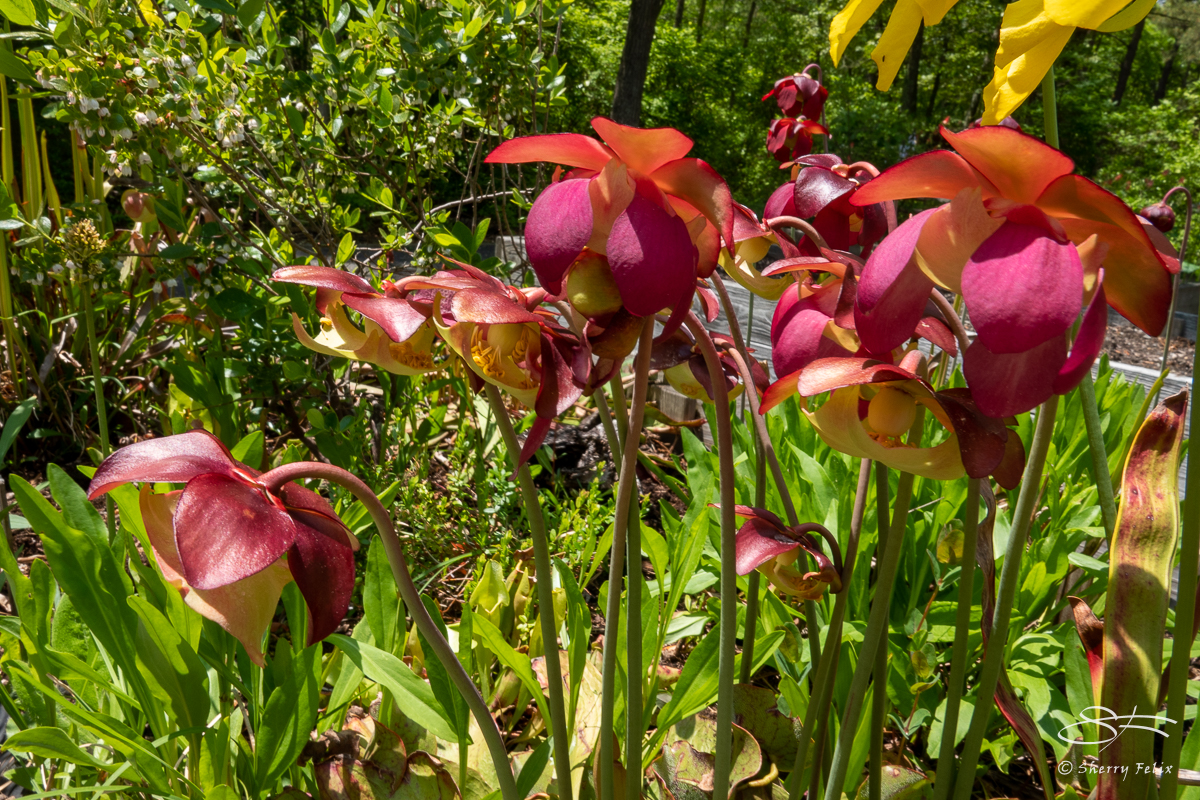 Cattus Island CP – Sherry Felix – port4u