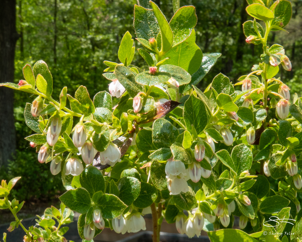 Cattus Island CP – Sherry Felix – port4u