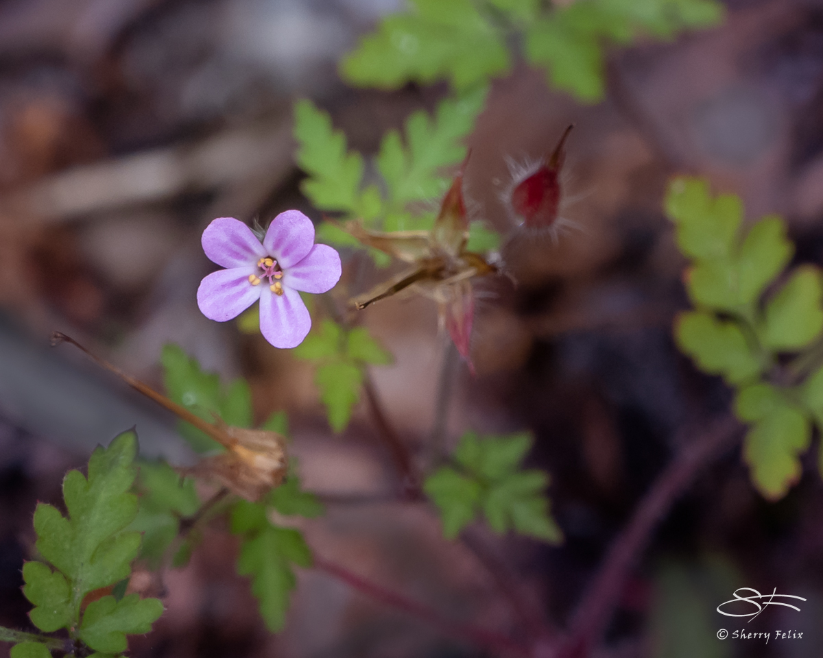 Sandy Hook Flora – Sherry Felix – port4u