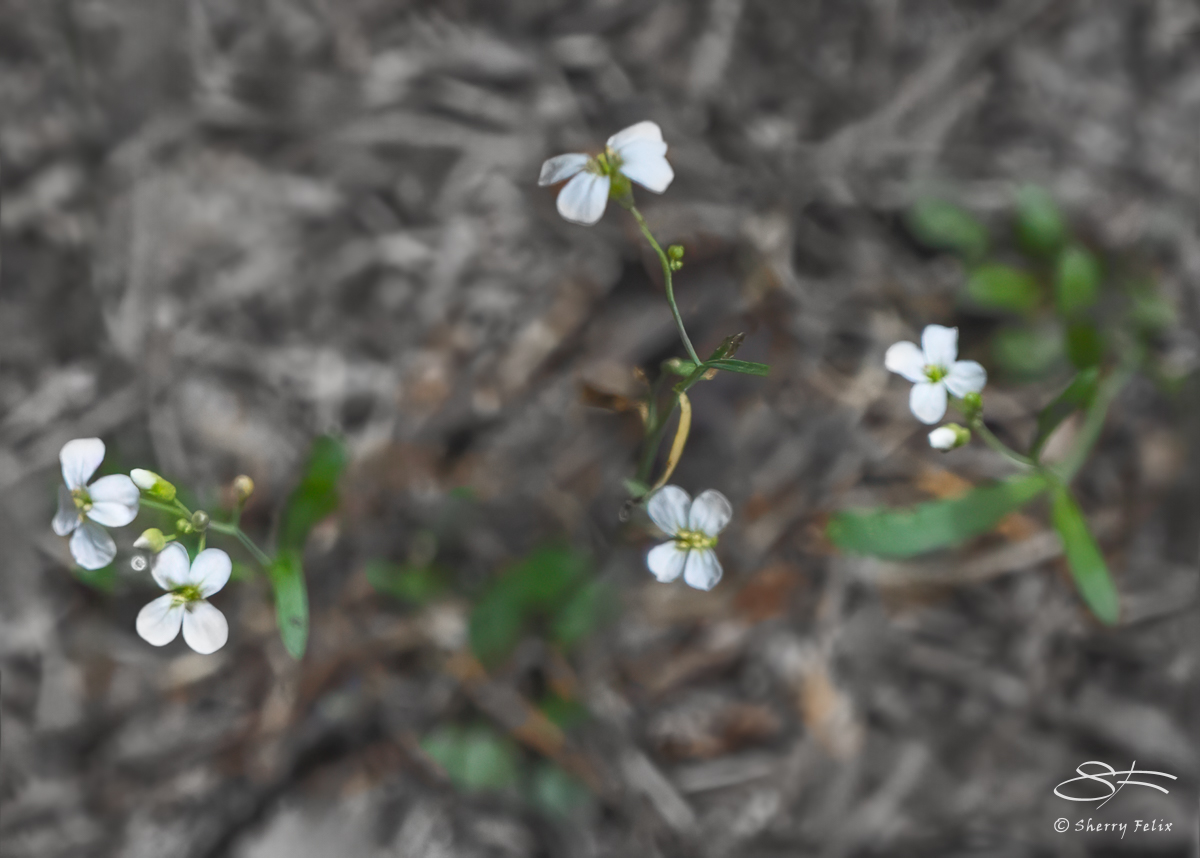 Sandy Hook Flora – Sherry Felix – port4u