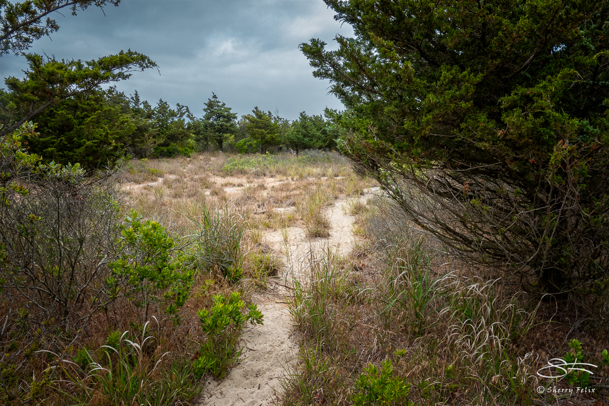 Sandy Hook Landscapes – Sherry Felix – port4u